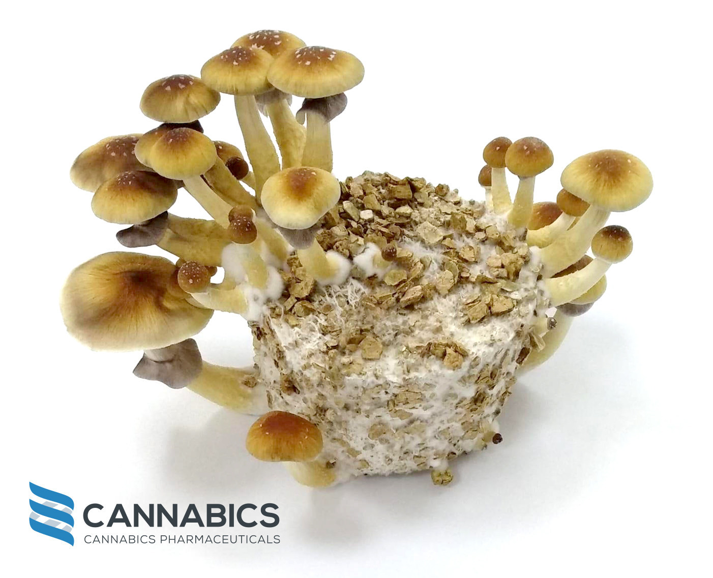 Neuropsychiatry Expert Dr. Ilya Reznik (MD) Joins Cannabics as Head of Psychedelic Inspired ...